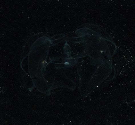 Bioluminescent Worms Welcomed Columbus To The New World Smart News