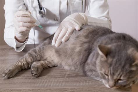 Vacuna Contra La Rabia En Gatos ¿es Obligatoria Todo Lo Que Debes Saber