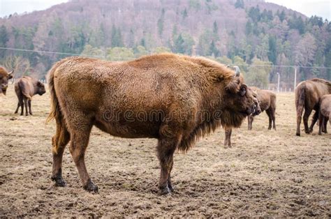 Europese Bonasus Van De Bizonsbizon Jonge Dieren Aurochs In Het Bos