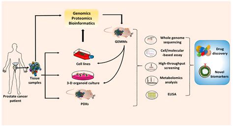Cancers Free Full Text Cellular And Molecular Progression Of