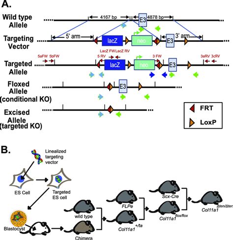 Strategy For Creating Tendon Targeted Col11a1 Conditional Knockout