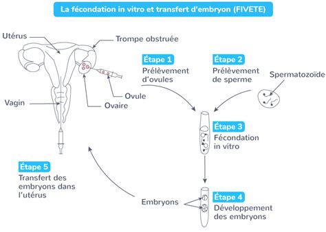 Des Comportements Responsables Vis à Vis De La Sexualité 3e Cours
