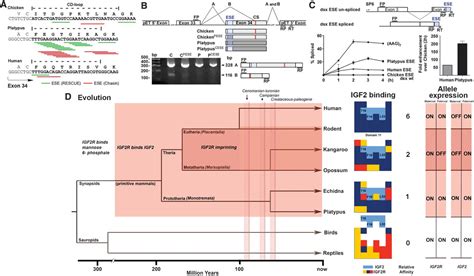 An Exon Splice Enhancer Primes Igf2 Igf2r Binding Site Structure And