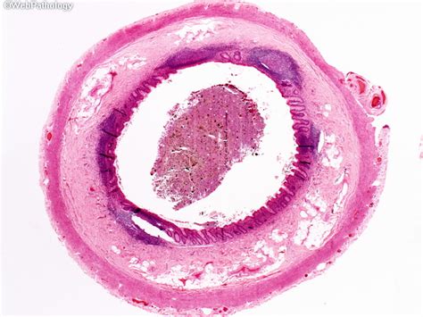 A Collection Of Surgical Pathology Images