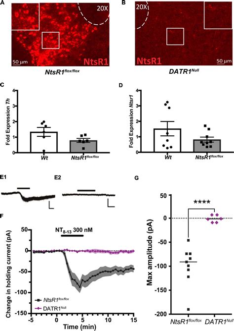 Frontiers Developmental Or Adult Onset Deletion Of Neurotensin