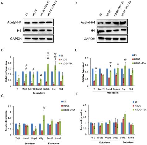 The Histone Deacetylase Activity Of Hdacs Is Required For The