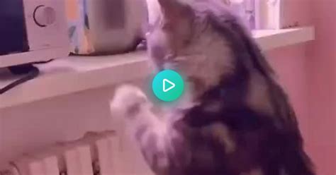 Bring Forth The Cat Food Album On Imgur