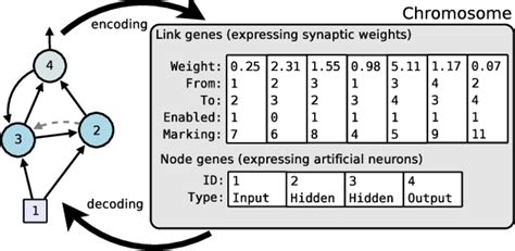 an example of chromosome encoding a neural network in neat download