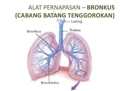 Sistem Pernapasan Manusia 1