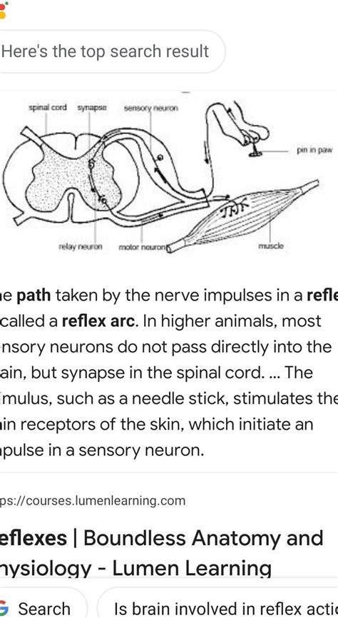 What Is Reflex Arc With The Help Of Neat Labelled Diagram Trace The