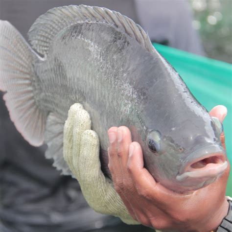 [infomina] Cara Memilih Indukan Dan Pemijahan Pada Ikan Nila