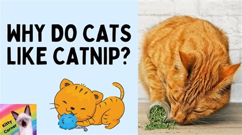 Why Do Cats Like Catnip What Is Catnip Catsvideo Youtube