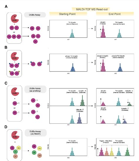 Figure 2 From Maldi Tof Mass Spectrometry For Interrogating Ubiquitin
