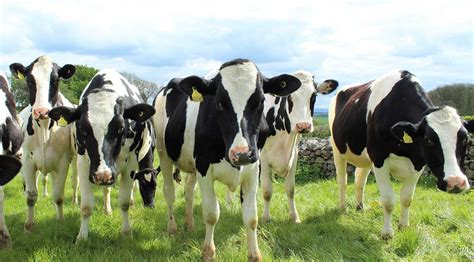 Holstein Cows Breed Profile Facts And Care