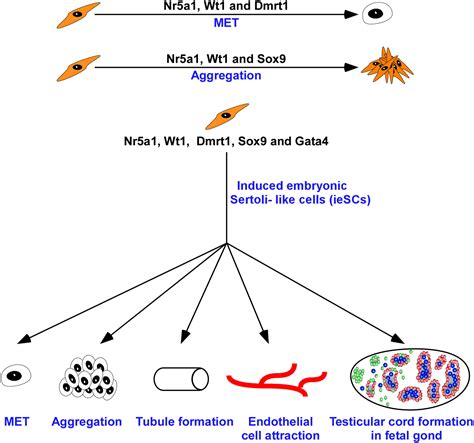 Direct Reprogramming Of Fibroblasts Into Embryonic Sertoli Like Cells