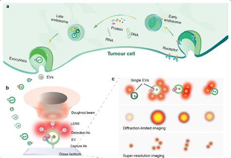 Schematic Illustration Of Upconversion Nanoparticles Ucnps For The