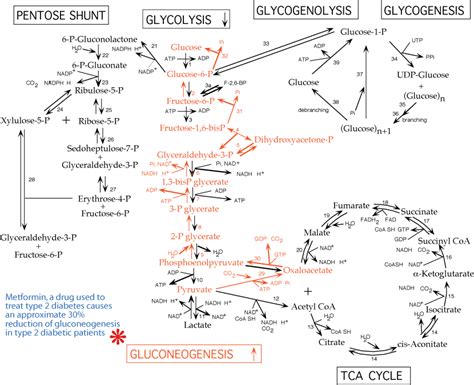 Gluconeogenesis Cycle With Structure