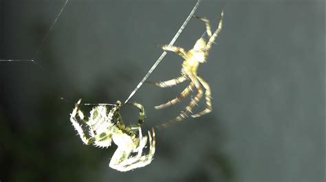 2 Spiders Have Sex In Cambridge Uk 28aug21 1049p Youtube