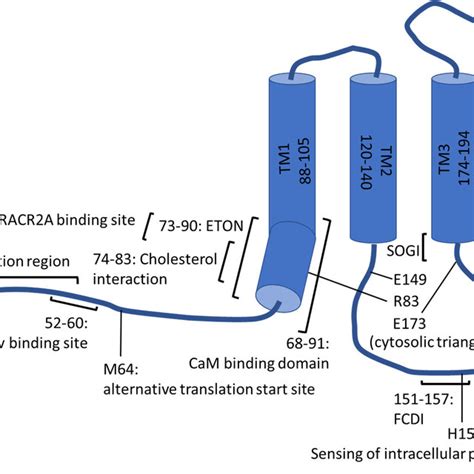 Overview On Orai1 N Terminal Or Loop2 Regions Involved In Interactions