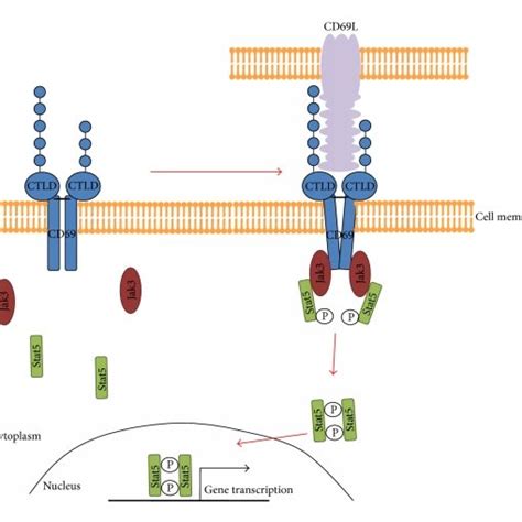 The Proposed Signalling Pathway Of Cd69 After Binding A Putative