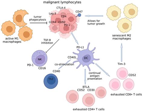 Cells Free Full Text Targeting The Cd47 Sirpα Axis Present