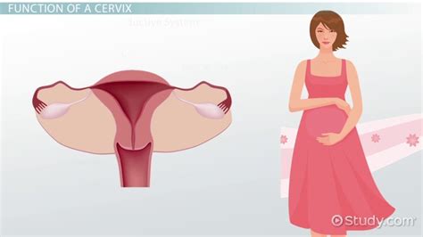 Cervix Definition Anatomy And Function Video And Lesson Transcript
