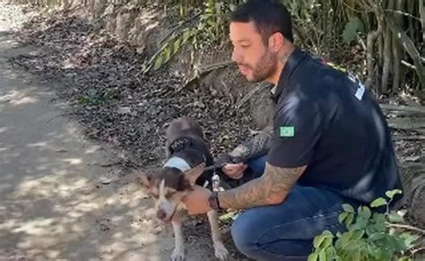 Cachorro Ajuda Polícia A Identificar Suspeito De Morte De Estrangeira