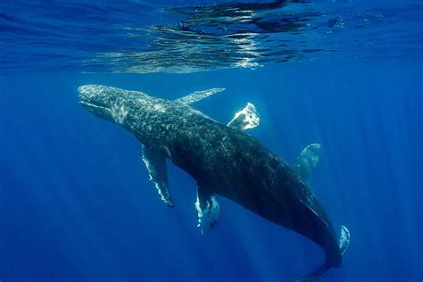 Two Male Humpback Whales Photographed Having Sex For First Time In History