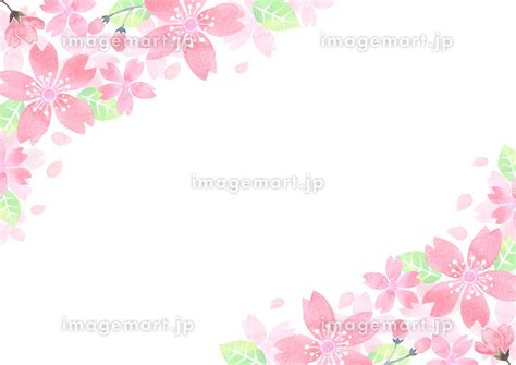 水彩で描いた桜のフレームのイラスト素材 [151417212] イメージマート