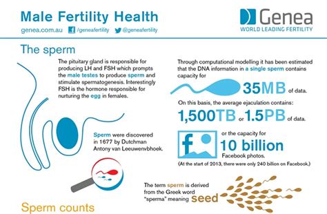Male Fertility Health Infographic Visualistan