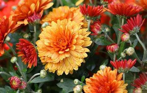 The Different Types Of Chrysanthemums Garden Lovers Club