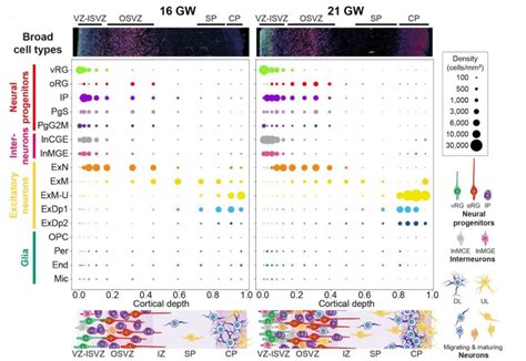 Dsp空间转录组技术用于绘制发育中的人类新皮质的细胞结构 知乎