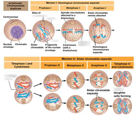Meiosis And Nondisjunctions Diagram Quizlet