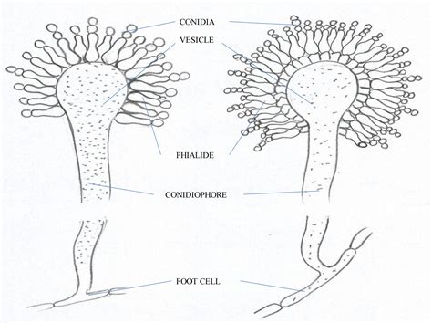 The Basic Structure Of Aspergillus Spp Adapted From Monograph On My