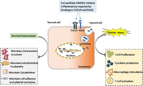 Function Of High Mobility Group Box Binding 1 Protein Hmgb1 In Normal