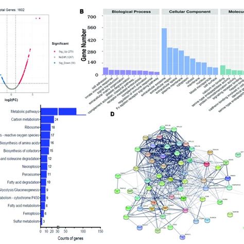 Bioinformatics Analysis Of The Differentially Expressed Proteins Deps