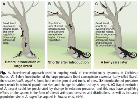 Evolution Meets Ecology Anole Annals