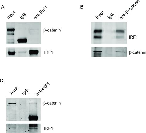 Irf1 Has Immunoprecipitation With β Catenin A Co Ip Assay Of Primary