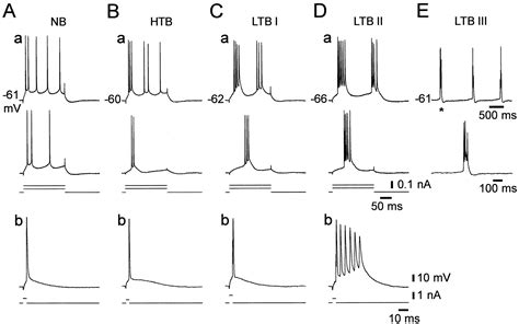 Extracellular Calcium Modulates Persistent Sodium Current Dependent
