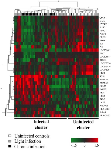 heat map representing hierarchical clustering of gene expression for