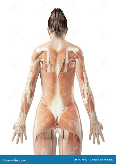 [diagram] Diagram Of Female Back Mydiagram Online