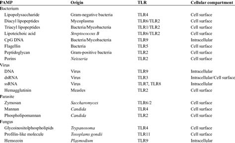 Recognition Of Pathogen Associated Molecular Patterns Pamps By Tlrs