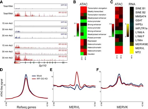 Control Of Noncoding Rna Production And Histone Levels By A 5′ Trna