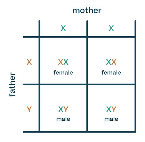 Inheritance And Genetic Diagrams Biology Explanation And Exercises