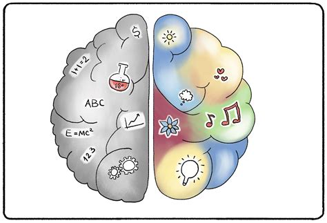 Left Brain Vs Right Brain Theory Myth Practical Psychology