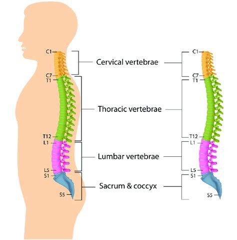 Regions Of The Thorax