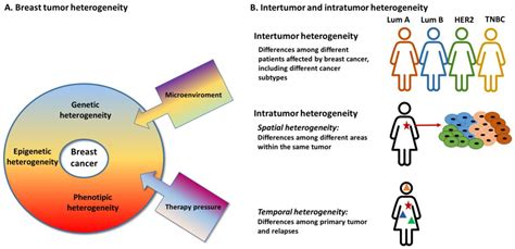 Diagnostics Free Full Text Breast Cancer Heterogeneity