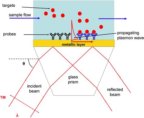 Anisotropic Surface Plasmon Resonance Imaging Biosensor