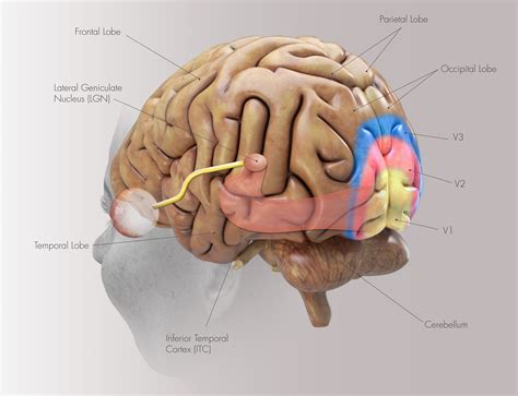 visual cortex