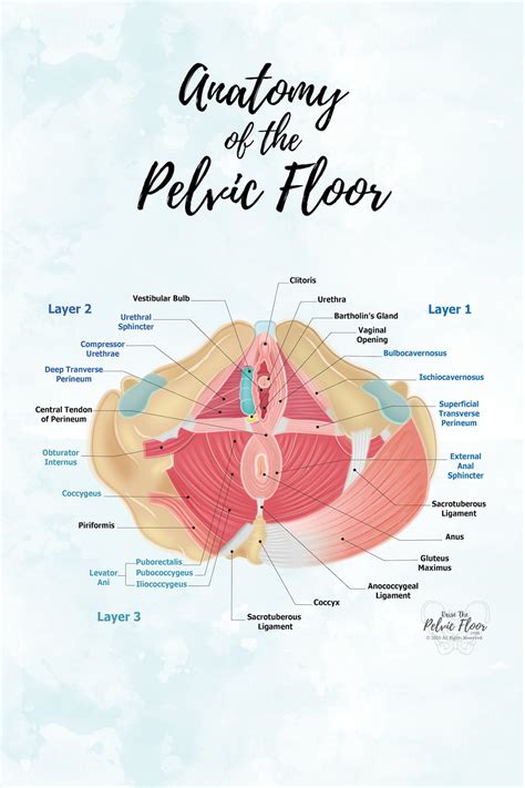 Le Corps Humain Poster Anatomie Du Plancher Pelvien Papier X Cm Sexiz Pix